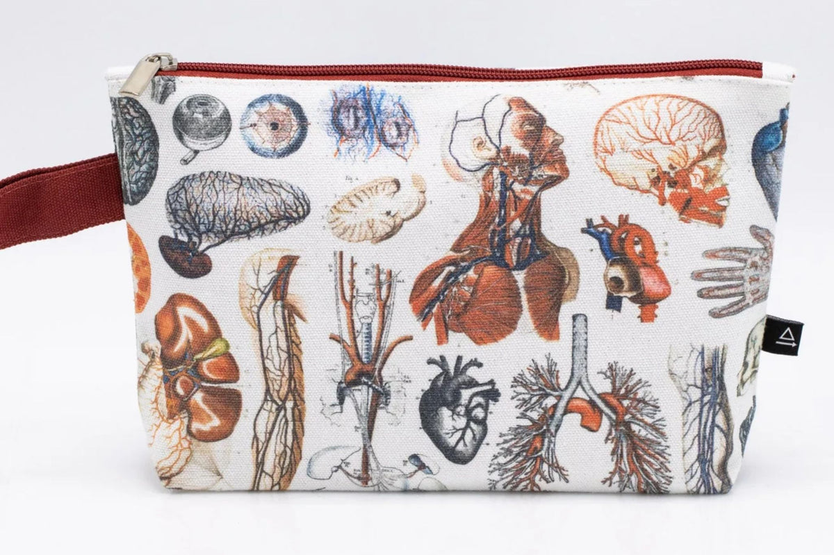 Anatomy Pouch – Thackray Museum of Medicine