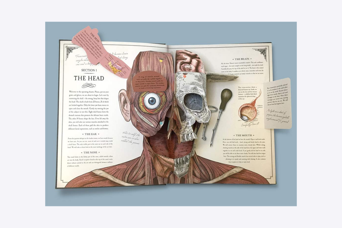 The Human Body : A Pop-Up Guide to Anatomy – Thackray Museum of Medicine